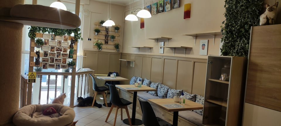 Purrfect Cat Cafe | Irány Pécs